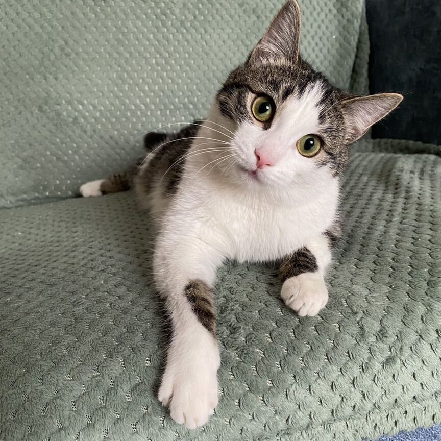 Котёнок в добрые руки