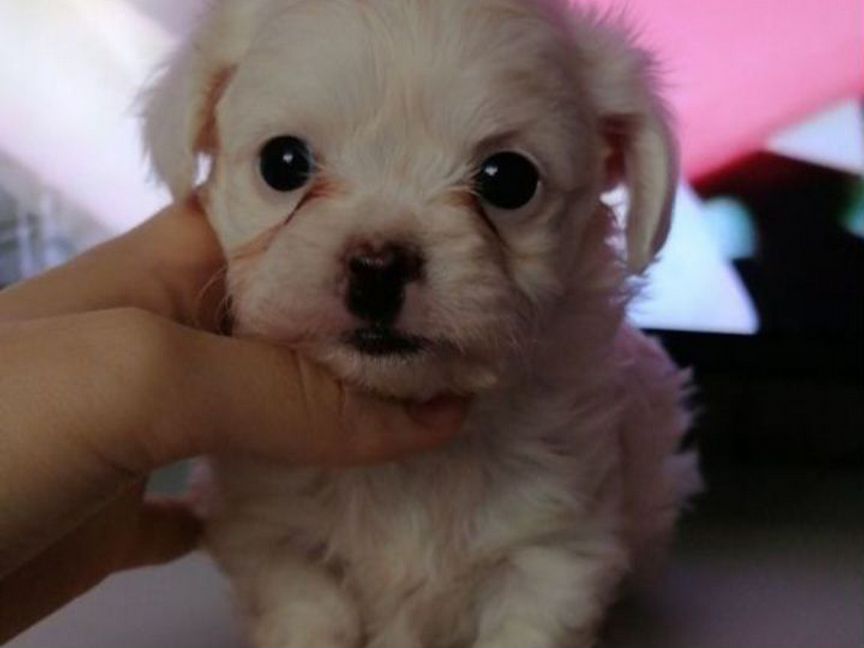 Щенок чихуахуа