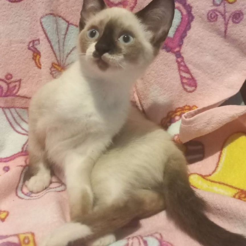 Котята "Гав"
