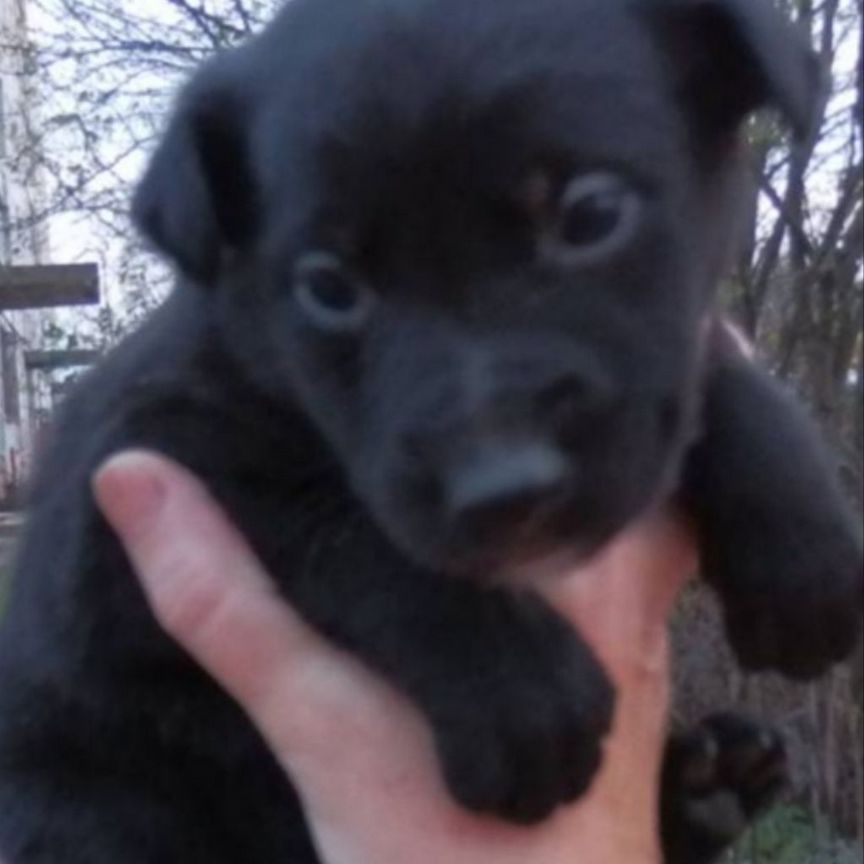 В добрые руки, щенки