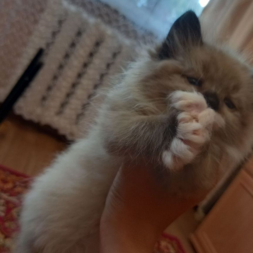 Котята сиамские