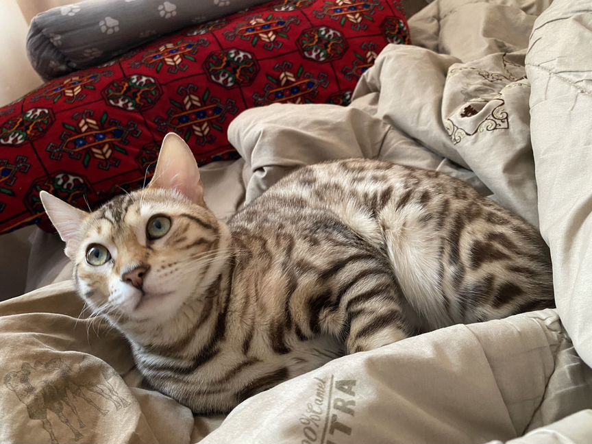 Британские котята