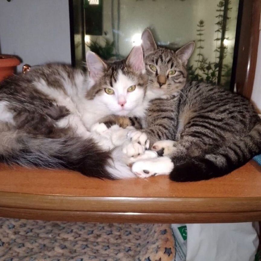 Брошенные котики неразлучники