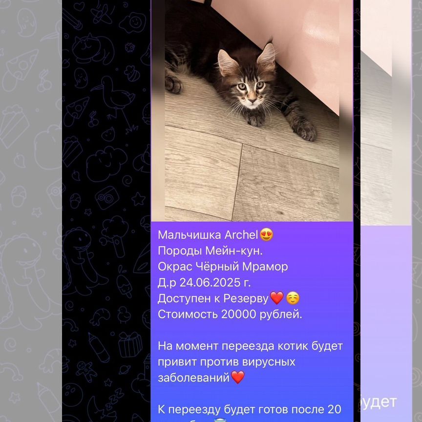 Котята мейн-кун