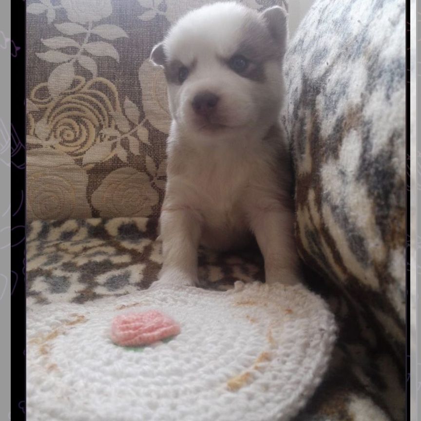 Сибирский хаски, щенок