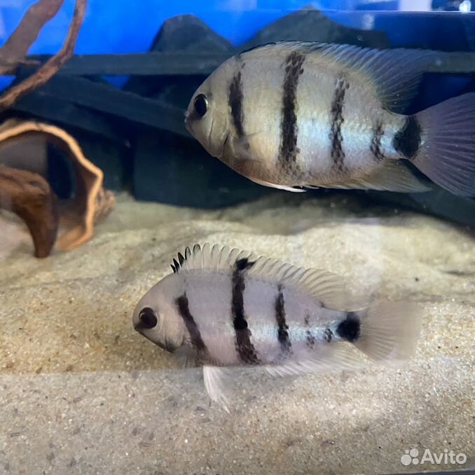 Цихлазома Каттера (Куттери)