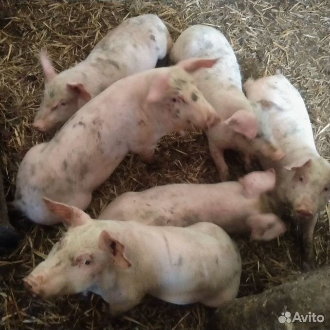 Продам поросят