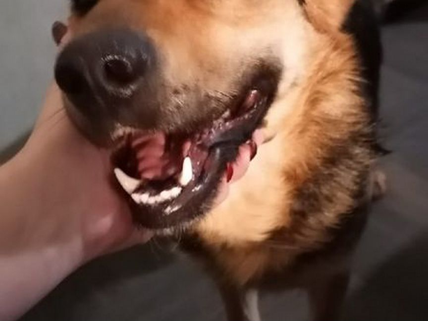 Метис овчарки