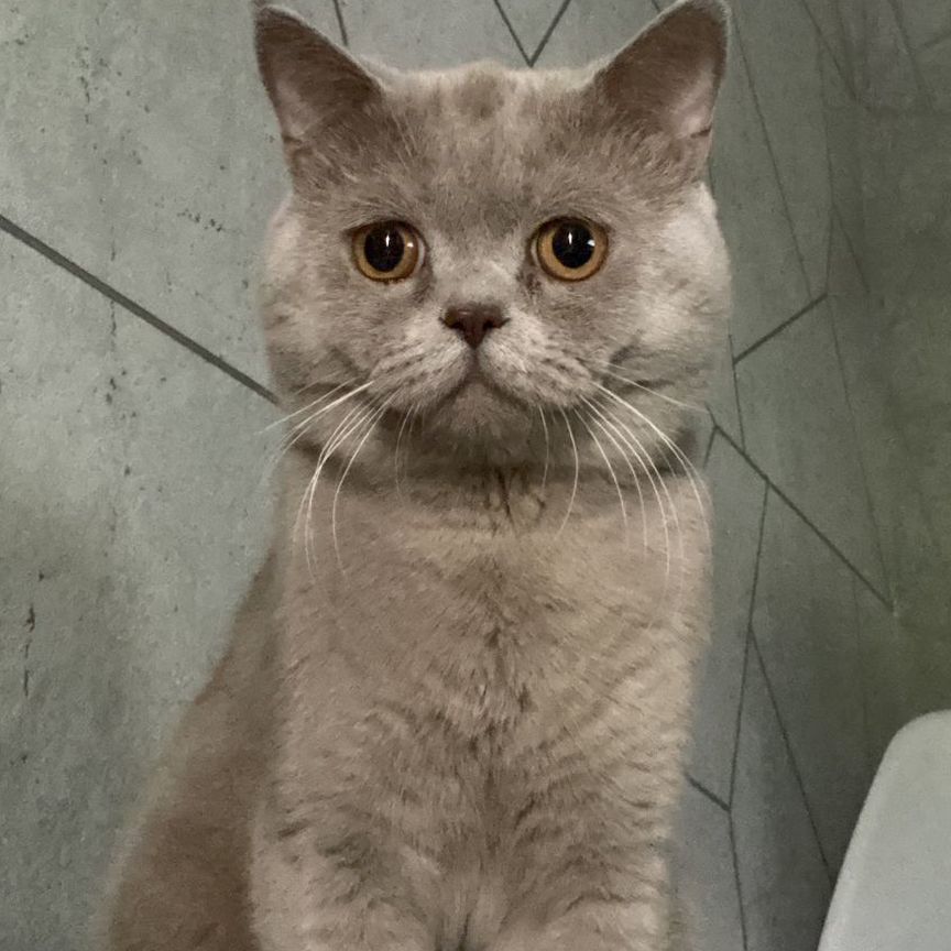 Случка кота