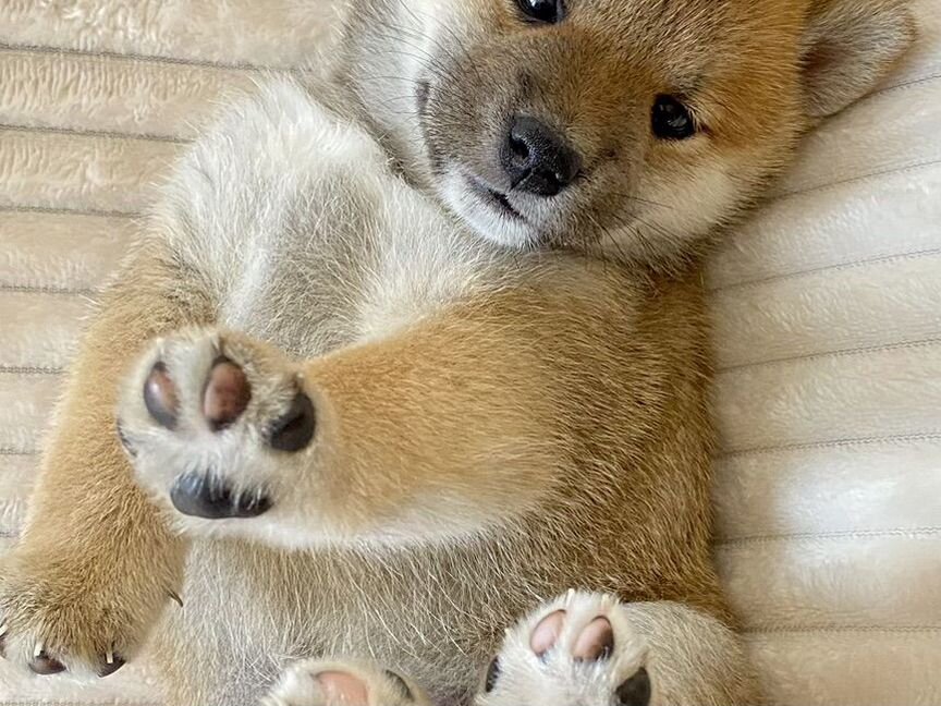 Клубные Щенки сиба ину с актировкой и документами