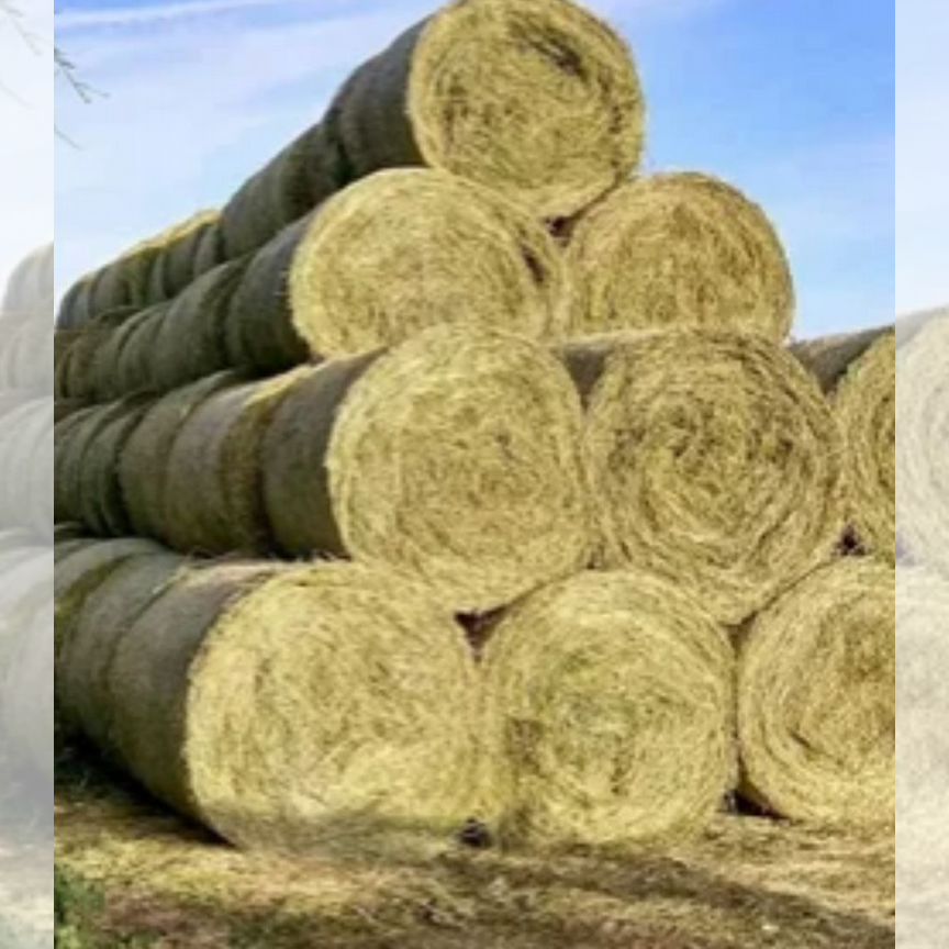 Продам сено в рулонах