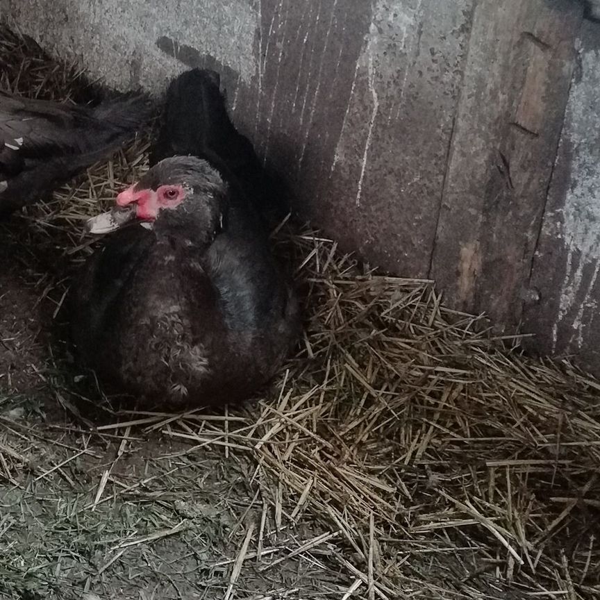 Утки шипуны