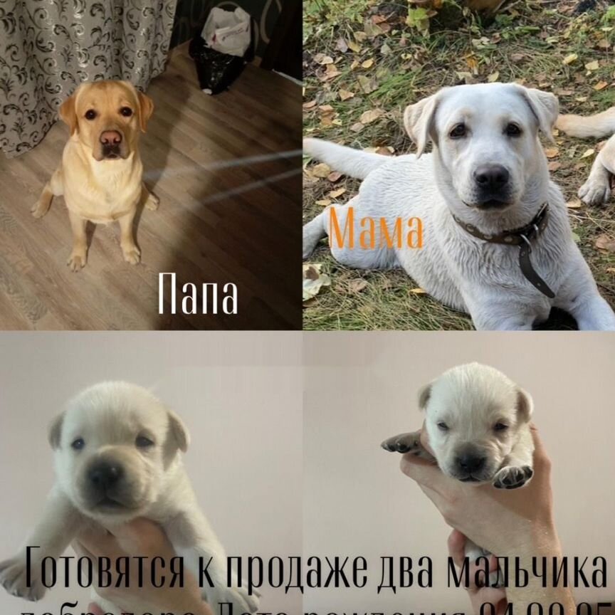 Продаются щенки лабрадора. 2 кобеля (без докум)