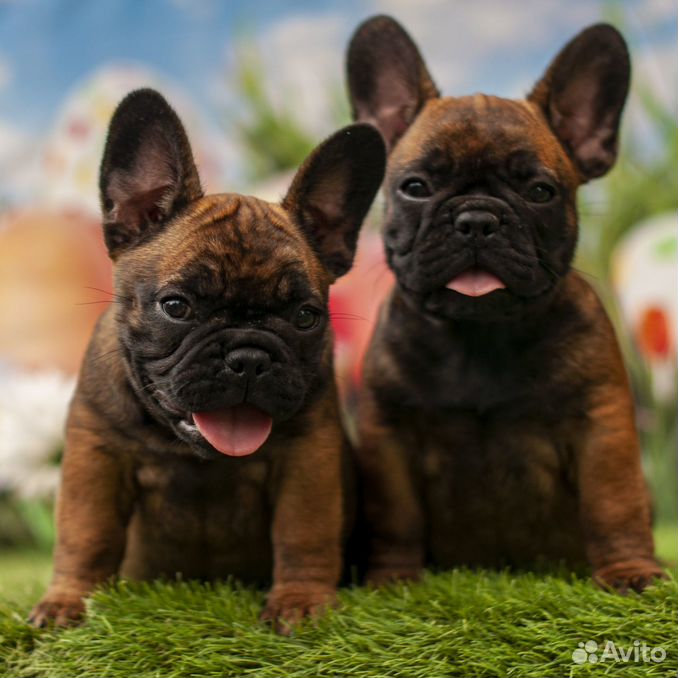 Бульдожата