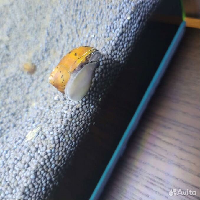 Улитка неретина