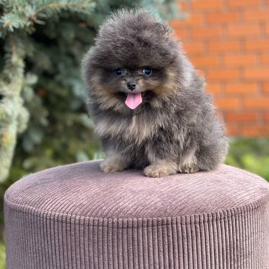 Померанский шпиц, щенок