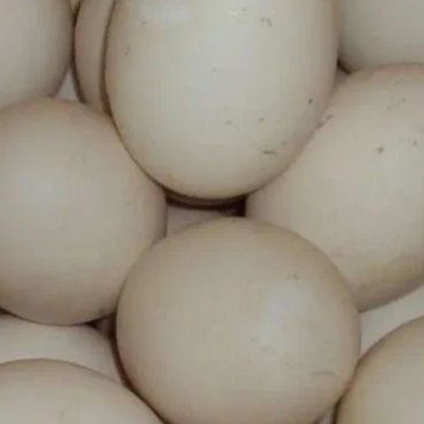 Утиные яйца на инкубацию 40р шт