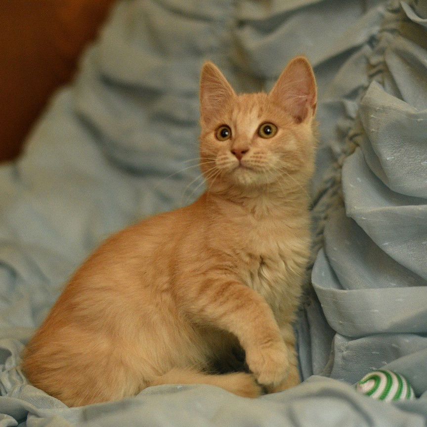 Рыжий котенок в добрые руки