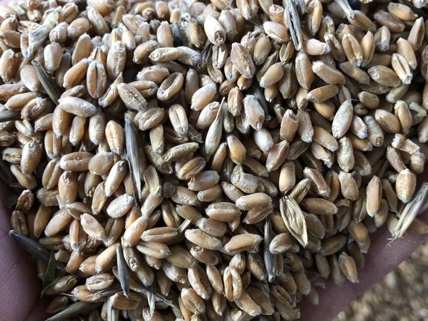 Зерно пшеница ячмень горох