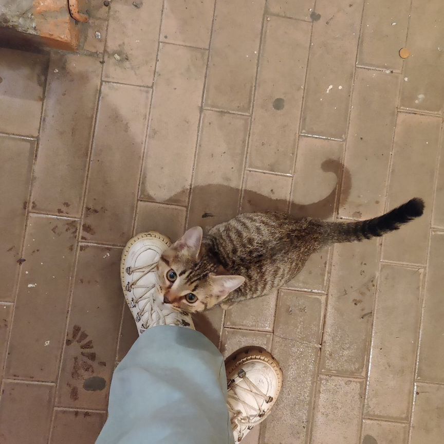 Котенок