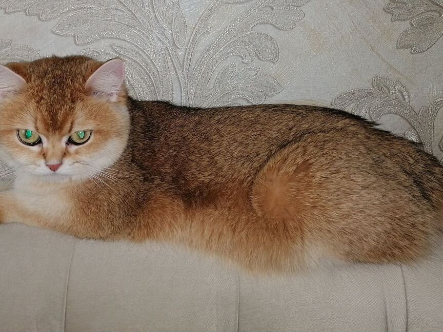Котята британская золотая шиншилла