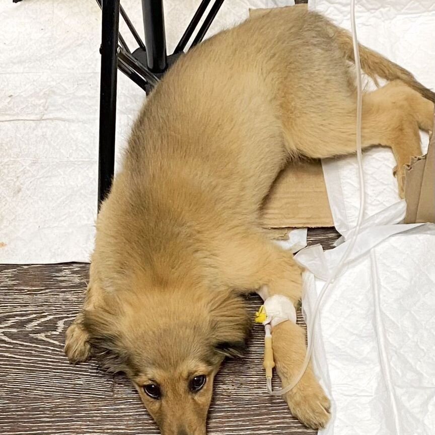 Щенок должен жить