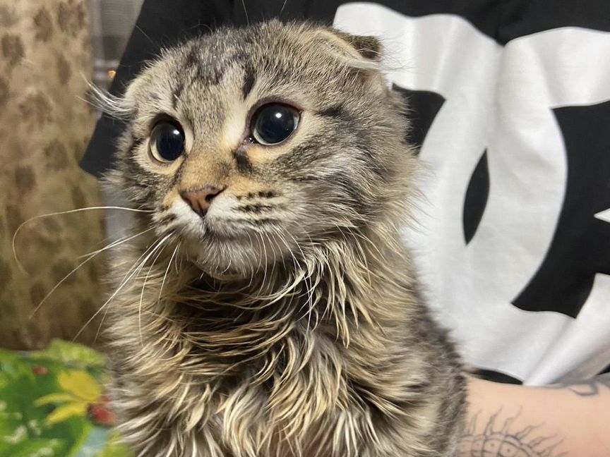 Кошка вислоухая мини чел