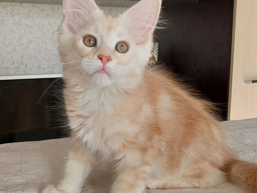 Котята мейн-кун