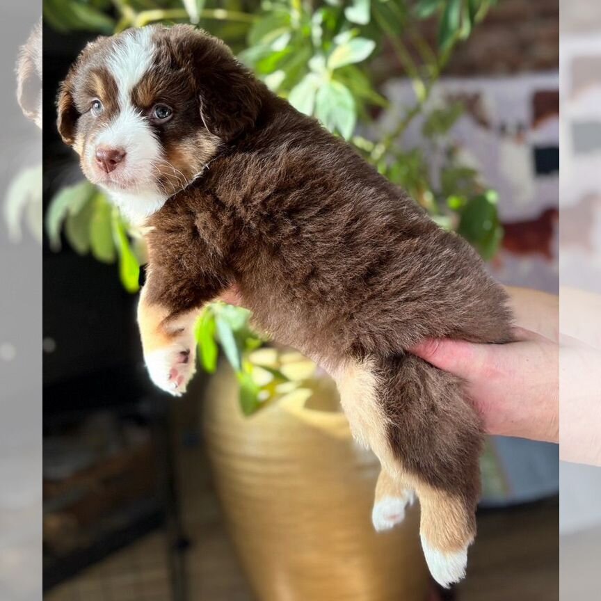 Миниатюрная американская овчарка, щенок