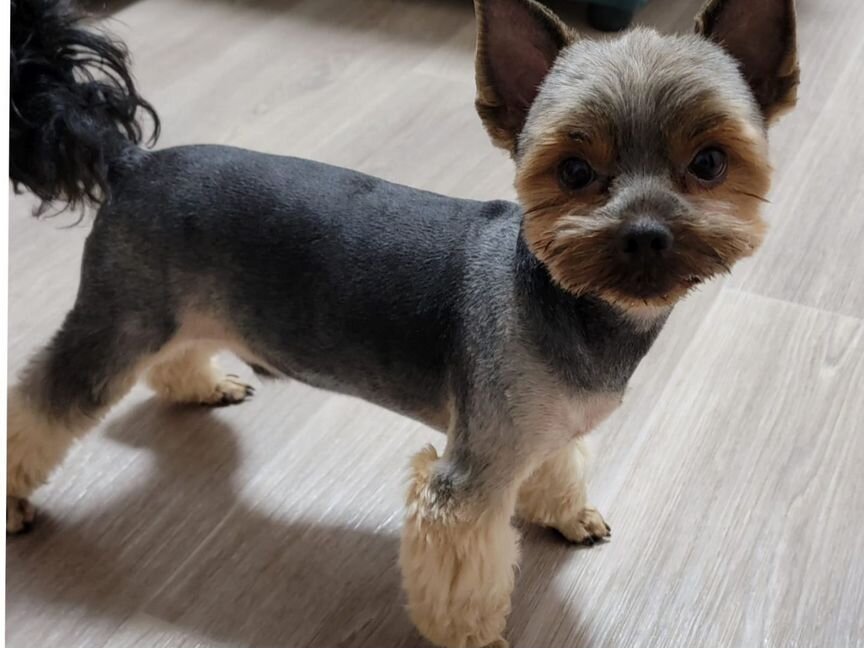 Йоркширский терьер вязка