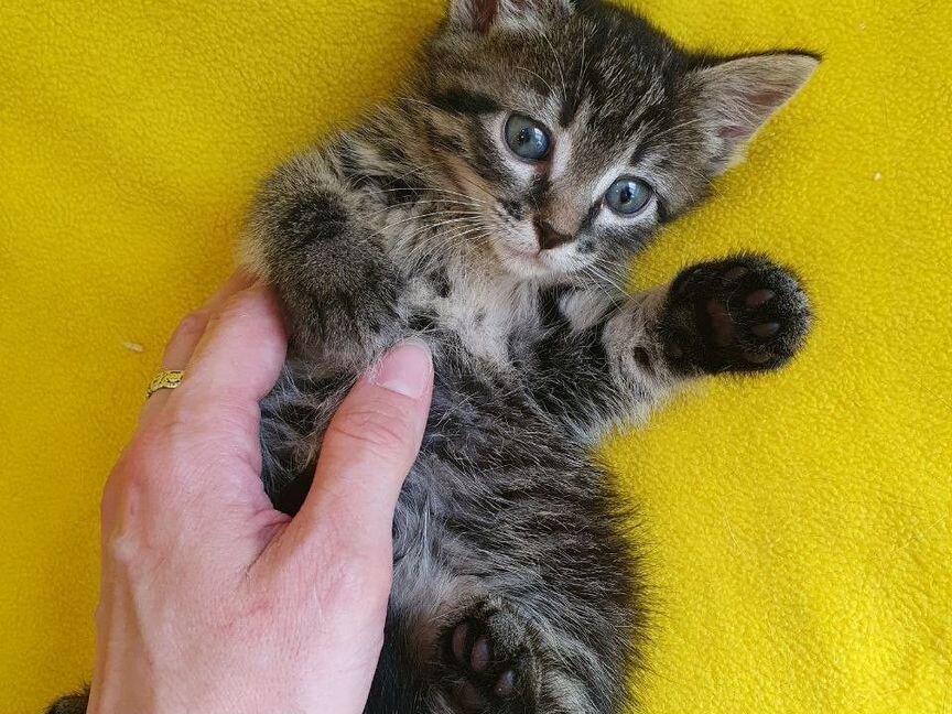 Ласковая полосатая кошечка котенок ищет дом