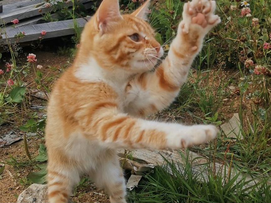 Котёнок Тесс