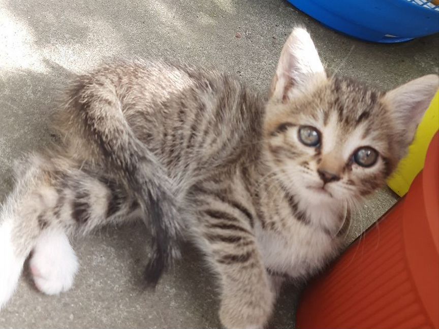 Котята в добрые руки