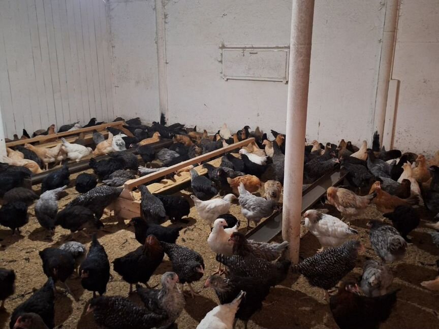 Куры молодки несушки доминант