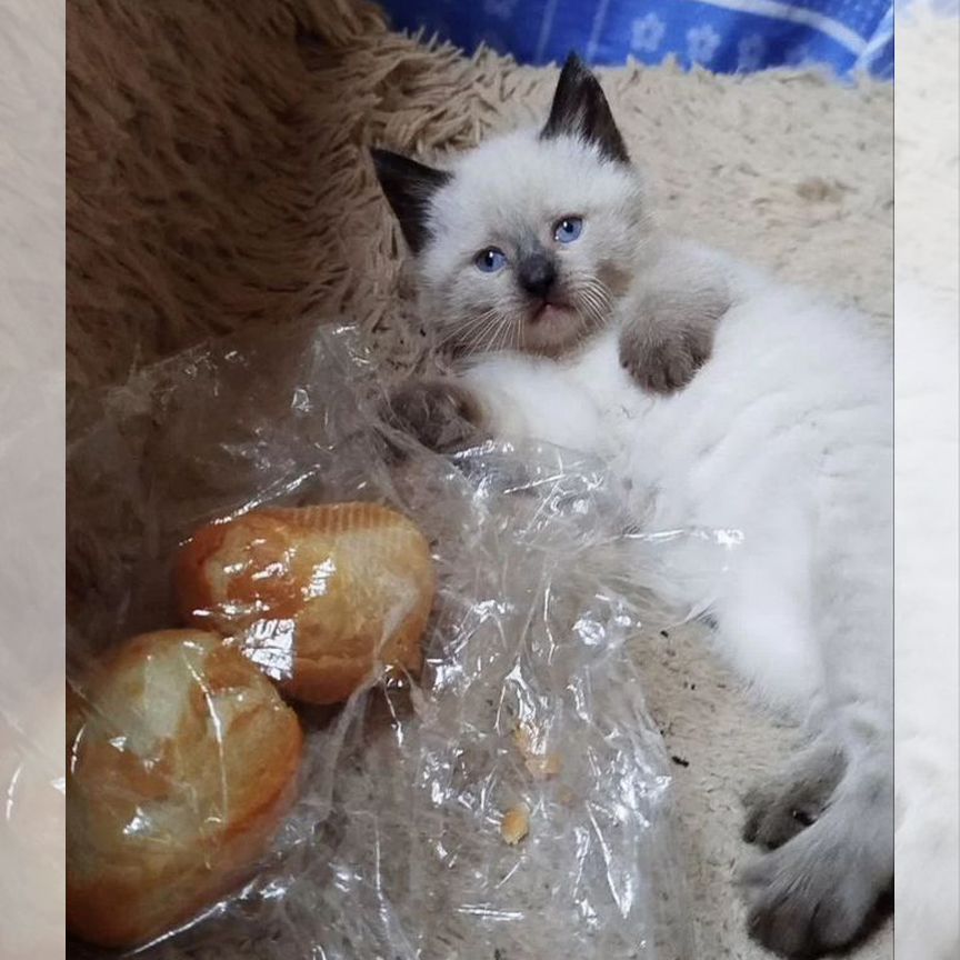 Кот продам 2,5 мес