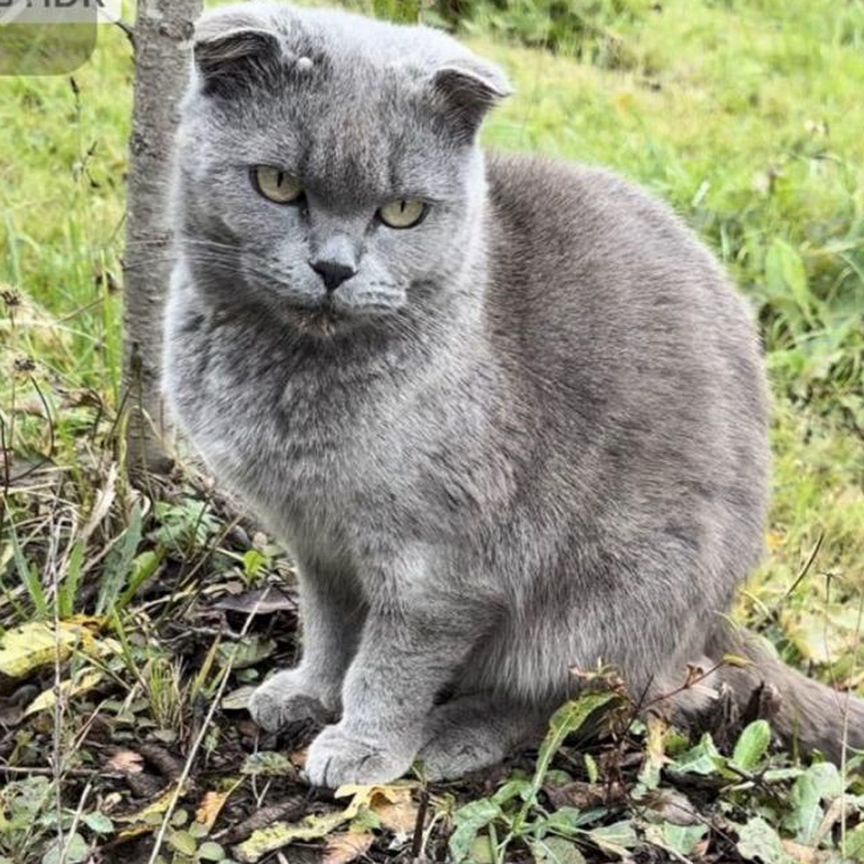 Сжальтесь над британочкой, приютите