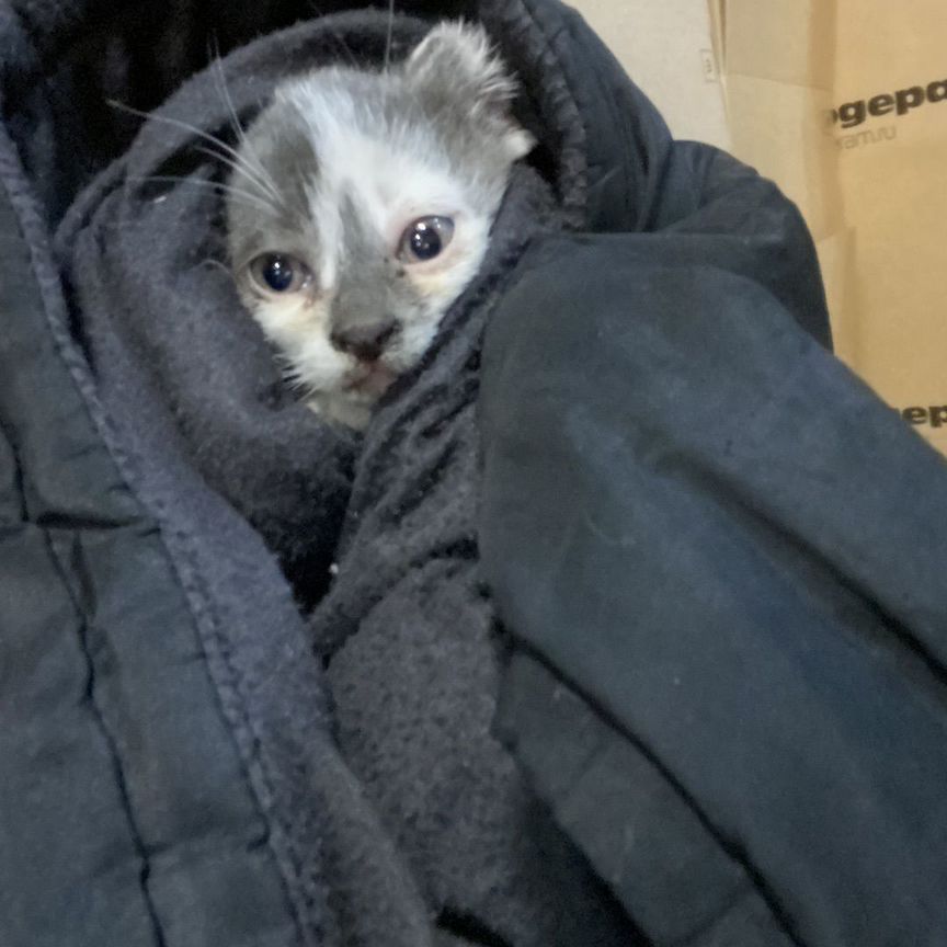 Котята малыши ищут дом