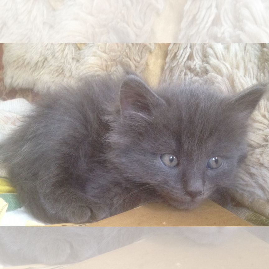 Шотландский голубой котенок мальчик в добрые руки