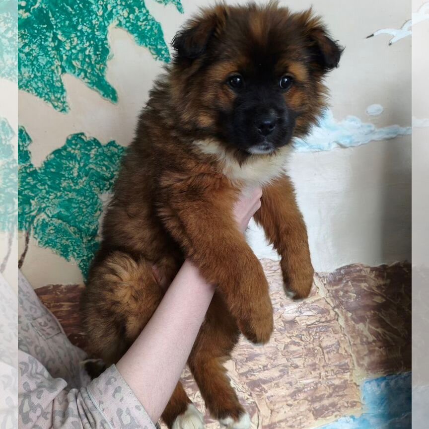 Щенок в добрые руки