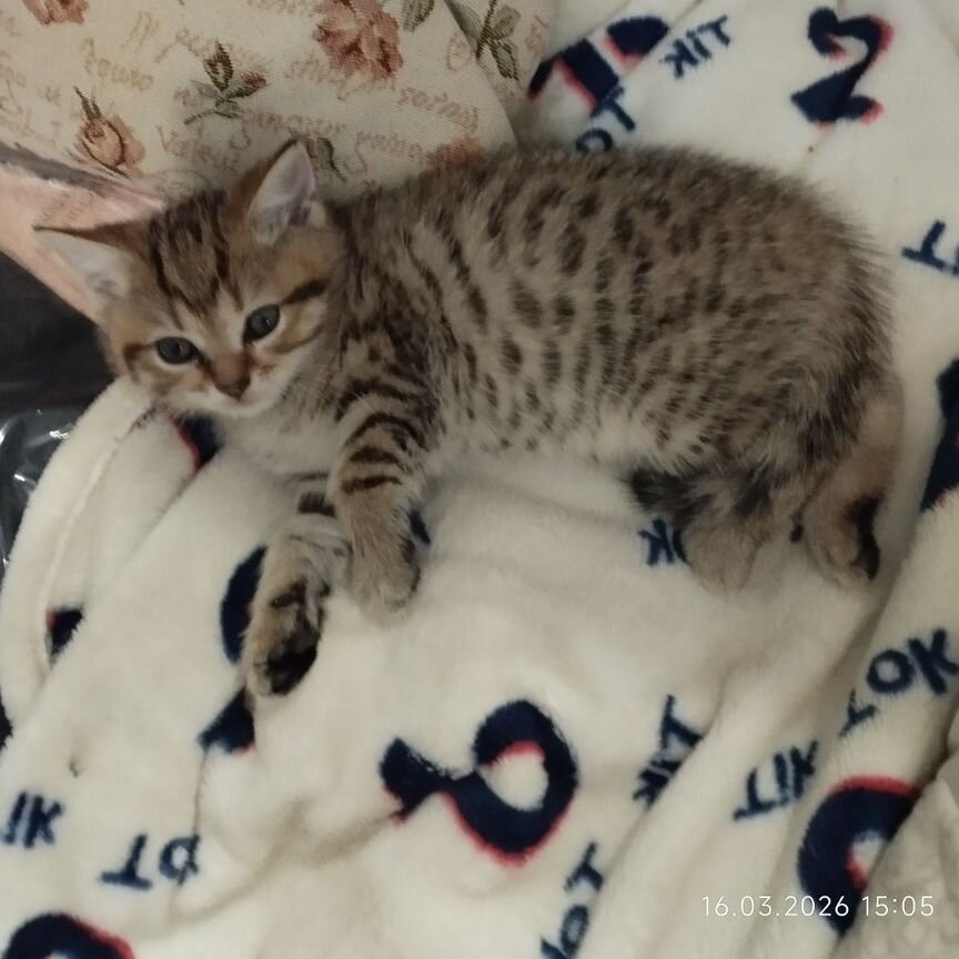 Британский короткошёрстный котёнок