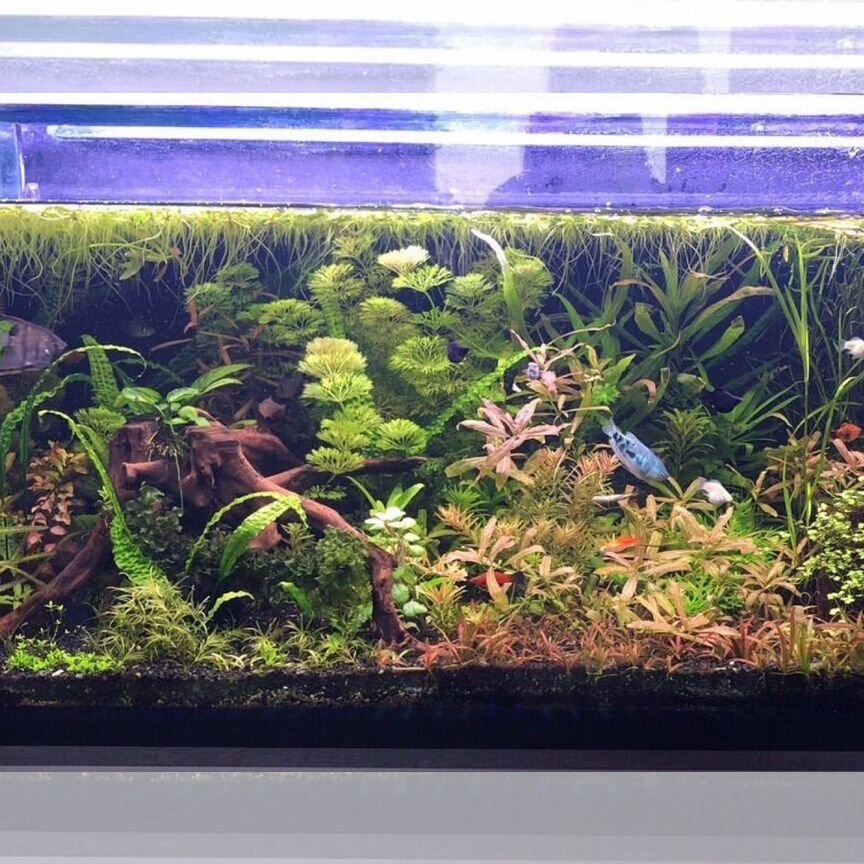 Аквариумные растения