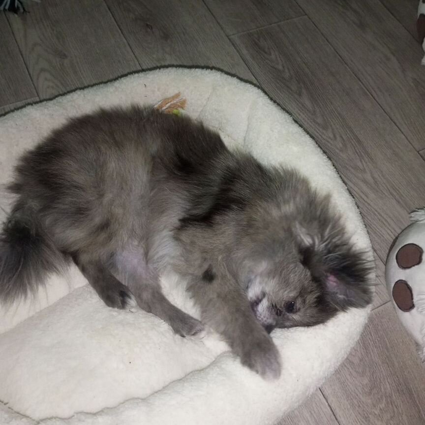 Померанский шпиц