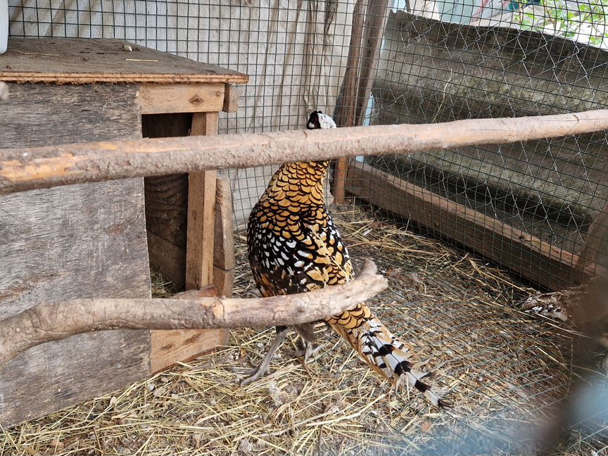 Королевский фазан