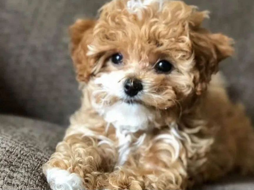 В любящие руки мальтипу f1