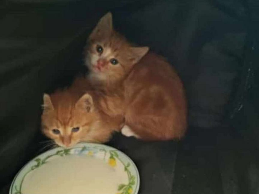 Котята рыжие