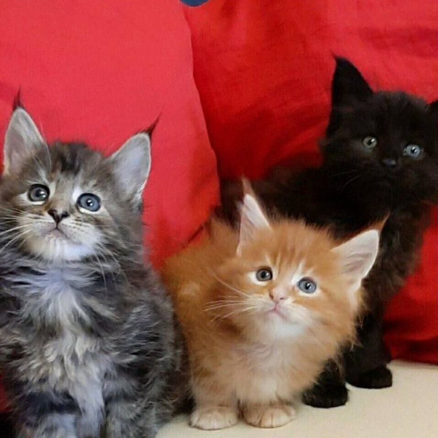 Сибирские котята