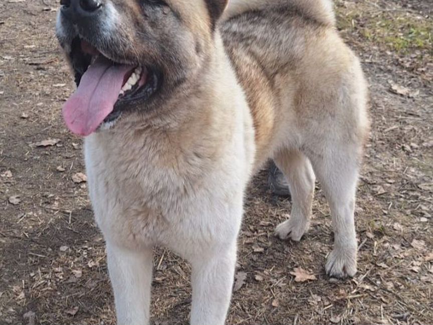 Американская Акита Хати в добрые руки