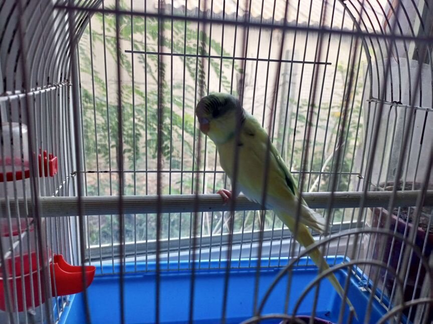 Волнистый попугай самка