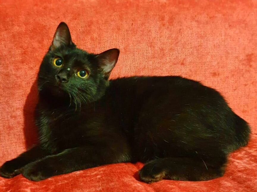 Кошечка Стеша