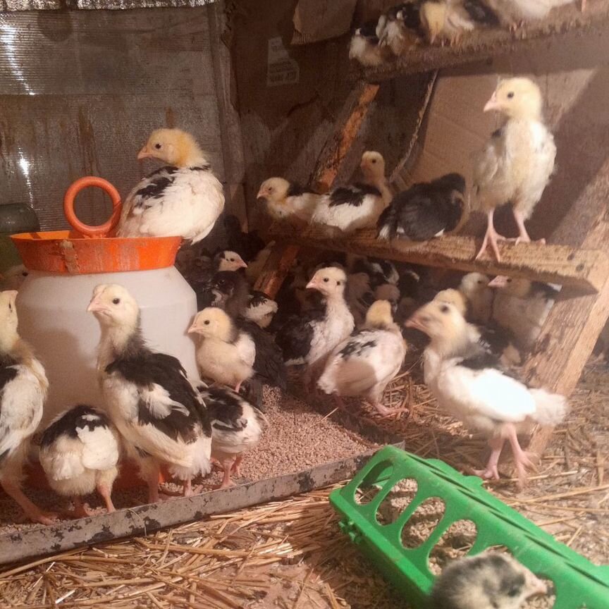 Цыплята несушки подрощенные
